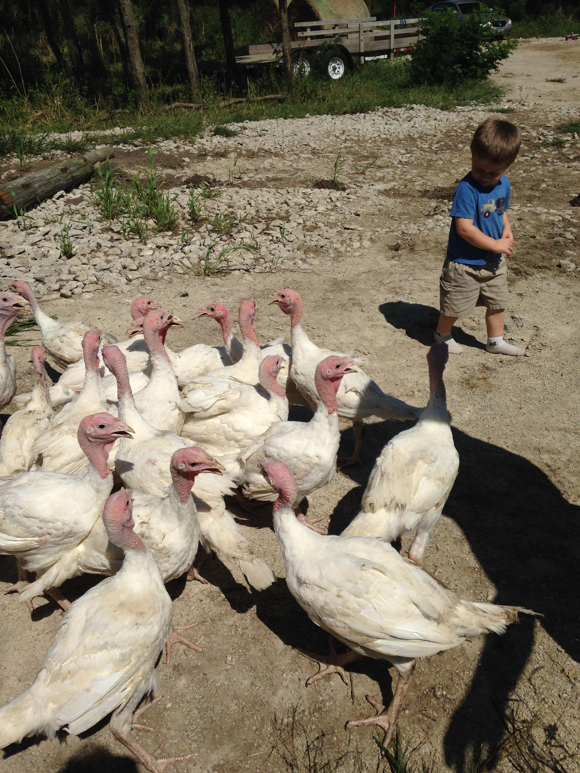 Producer Profile: Wild Rose Pastures - Iowa Food Cooperative